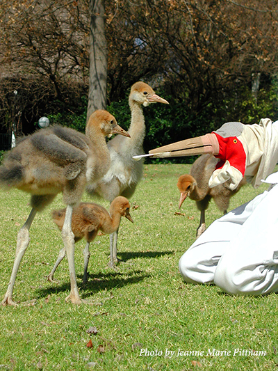 Protecting cranes and the places they dance - International Crane ...