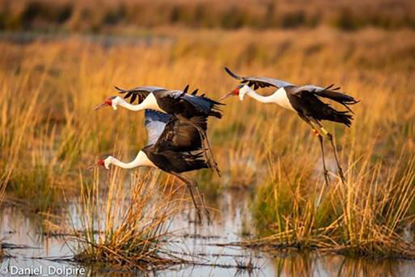 Protecting cranes and the places they dance - International Crane ...