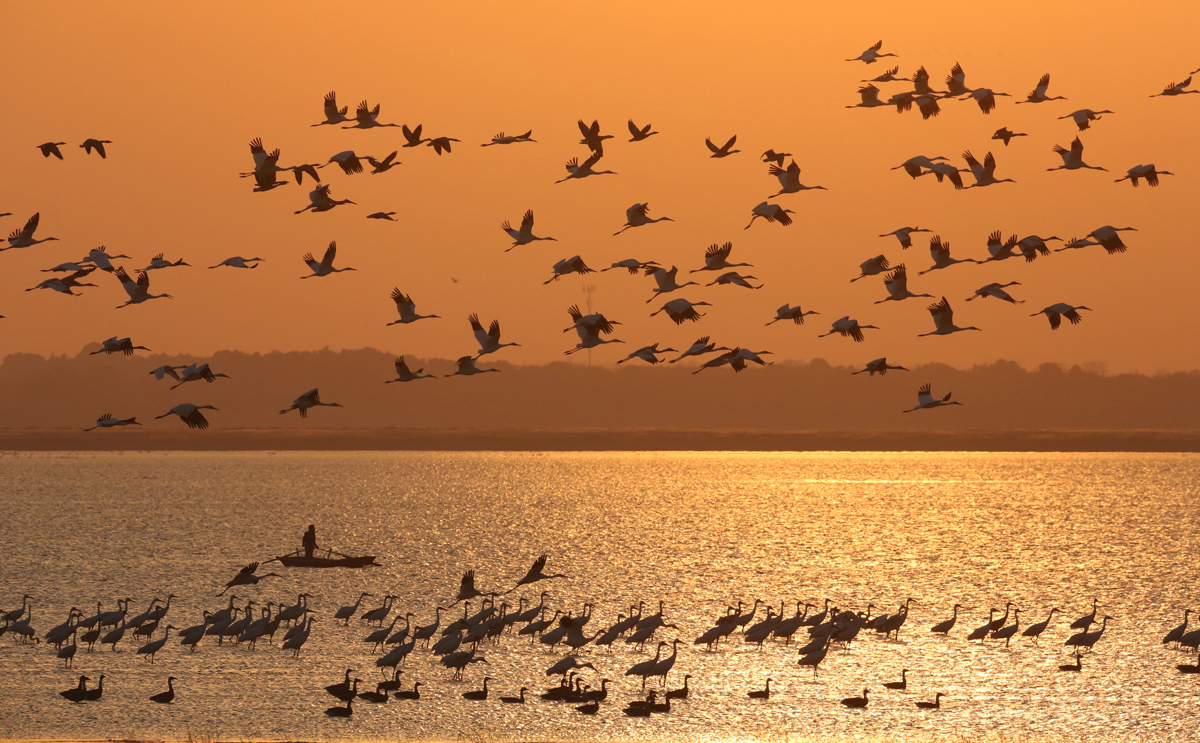 The Connection Between Cranes and Crayfish at Poyang Lake ...