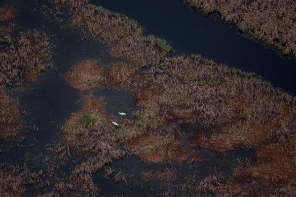 Visualizing Whooping Crane Migrations Between Texas and Canada ...