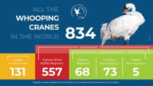 Whooping Crane - International Crane Foundation