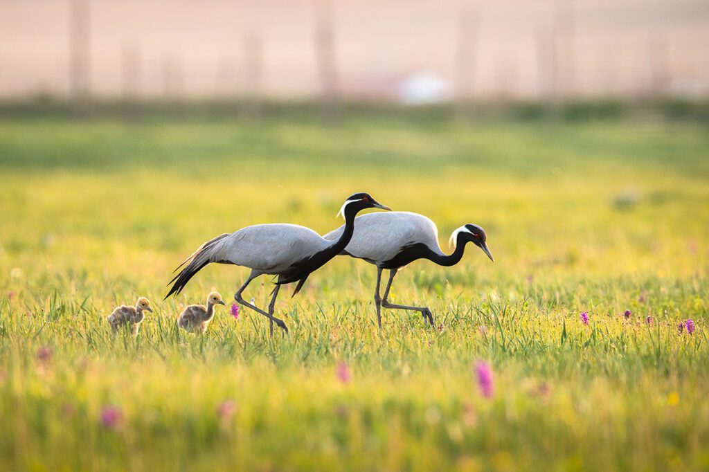 Demoiselle Crane - International Crane Foundation