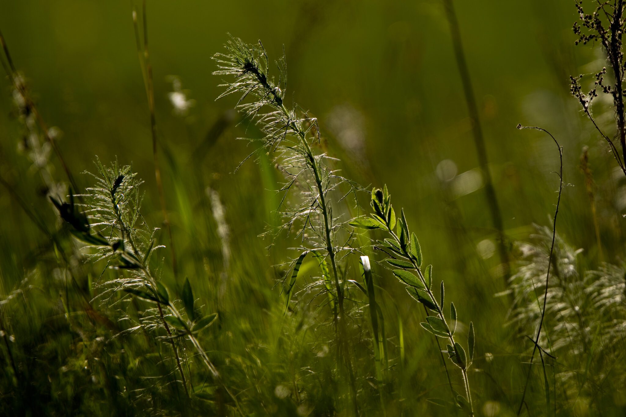 Places to Stay - International Crane Foundation