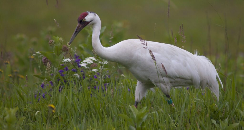 Whooping Crane - International Crane Foundation