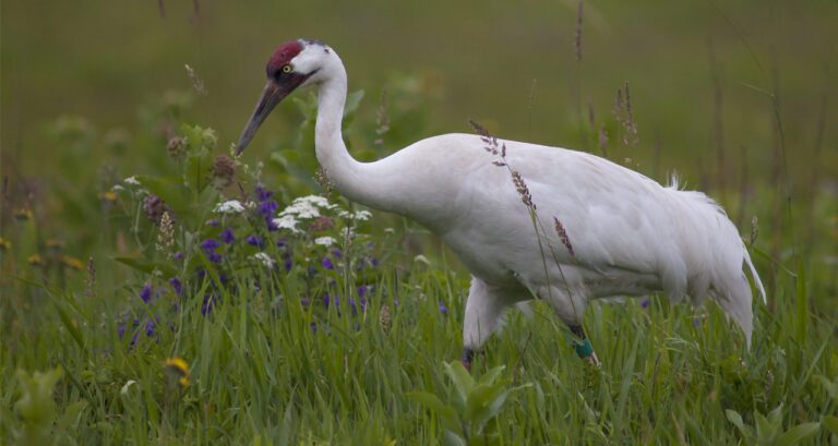 Whooping Crane - International Crane Foundation