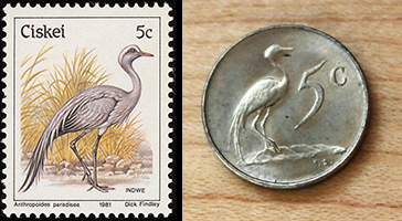 Cranetivities – Blue Cranes - International Crane Foundation