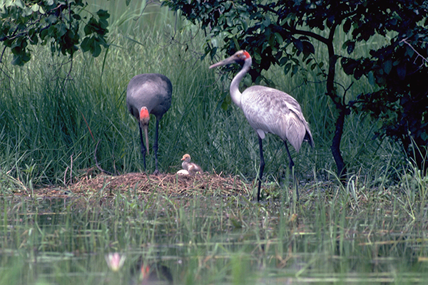 Cranetivities: The Brilliant Brolgas - International Crane Foundation