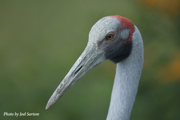 Cranetivities: The Brilliant Brolgas - International Crane Foundation