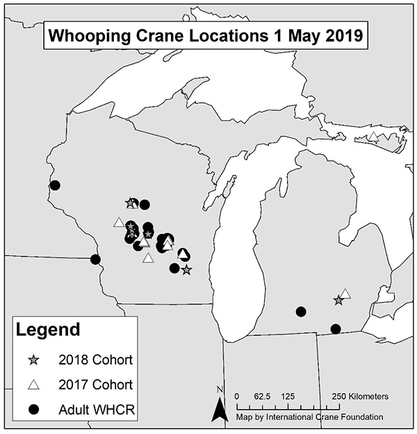 Whooping Crane Eastern Population Update – May 2019 - International ...