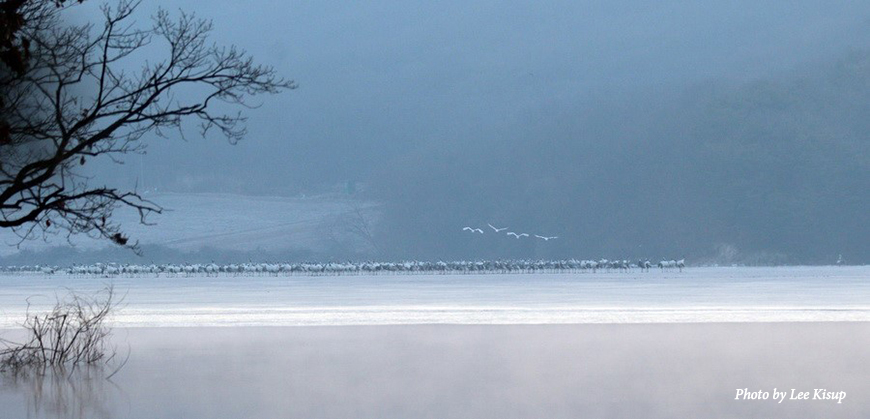 The Journey of Borzya the White-naped Crane - International Crane ...