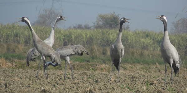 The Cranes Come A-Visiting! - International Crane Foundation
