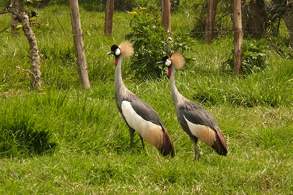 Healthy Wetlands for the Cranes and People of Uganda - International ...
