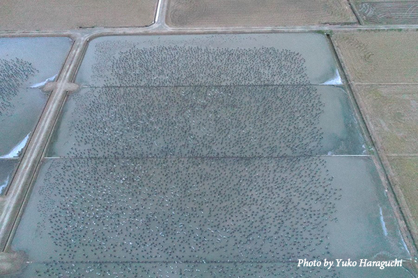 The Journey of Borzya the White-naped Crane - International Crane ...