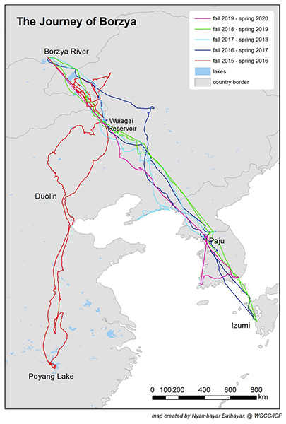 The Journey of Borzya the White-naped Crane - International Crane ...
