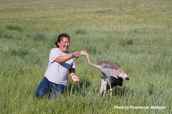 The Journey of Borzya the White-naped Crane - International Crane ...