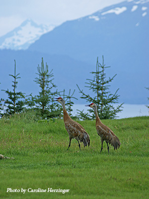 Cranetivities – Alaskan Adventure - International Crane Foundation