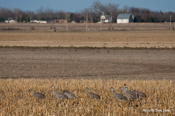 Sandhill Cranes, Crop Depredation and Hunting in Wisconsin ...