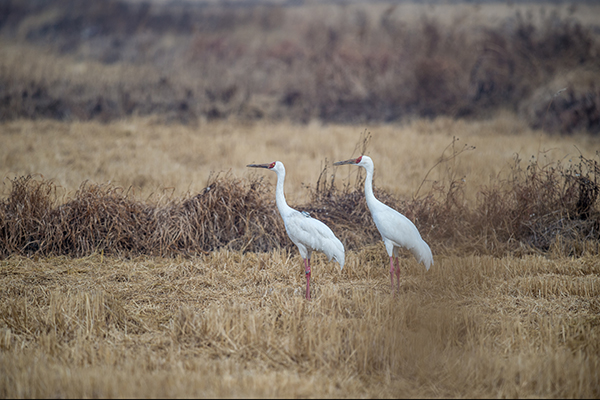 The Siberian Crane – Love is found! - International Crane Foundation