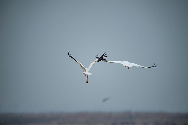 The Siberian Crane – Love is found! - International Crane Foundation