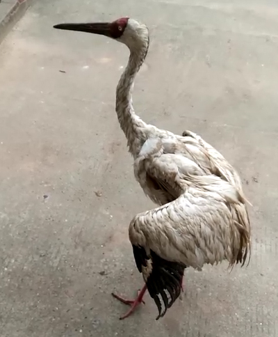 The Siberian Crane – Love is found! - International Crane Foundation