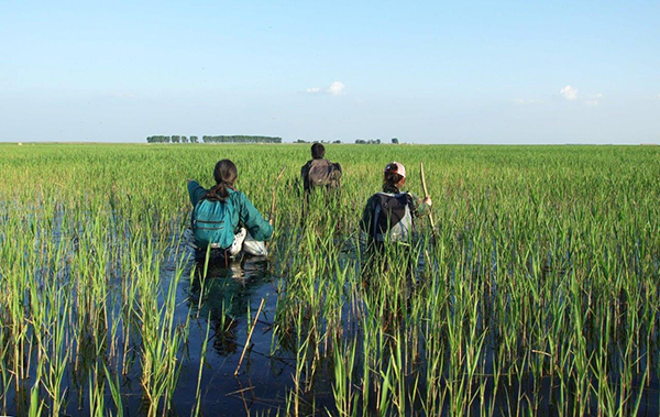 Walking the Walk: Ten Walks Across Zhalong Marsh - International Crane ...