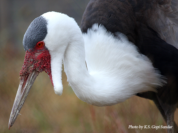 Cranetivities – Wonderous Wattled Cranes - International Crane Foundation