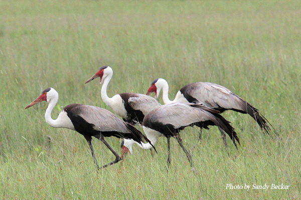 Cranetivities – Wonderous Wattled Cranes - International Crane Foundation