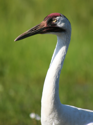 Wildlife Agency Urges Crane Spectators to Maintain Distance ...