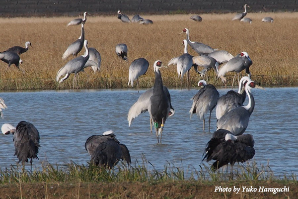 The Journey of Borzya the White-naped Crane - International Crane ...