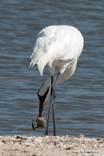 Whooping Crane eastern population sees the best year yet for wild ...
