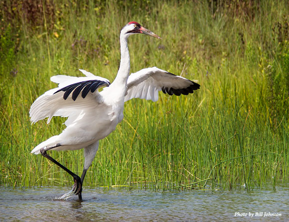 Join us for our North American Cranes Festival - International Crane ...