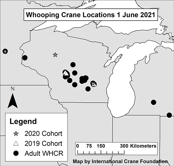 Whooping Crane Eastern Population Update – June 2021 - International ...