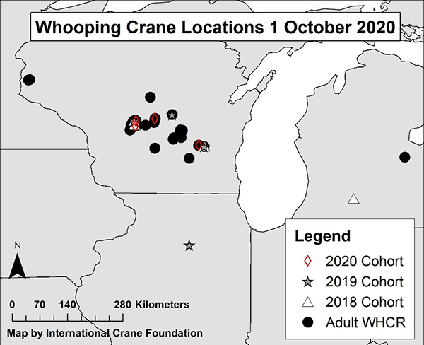 Whooping Crane Eastern Population Update – October 2020 - International ...