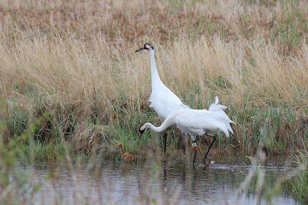 Natal Dispersal and Whooping Crane Conservation - International Crane ...