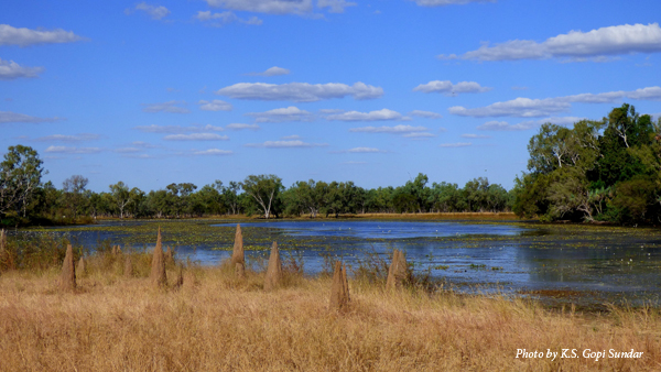 The Cranes of the Forest: An Australian Story - International Crane ...