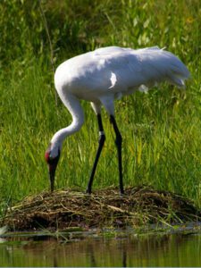 Raising Cranes - International Crane Foundation