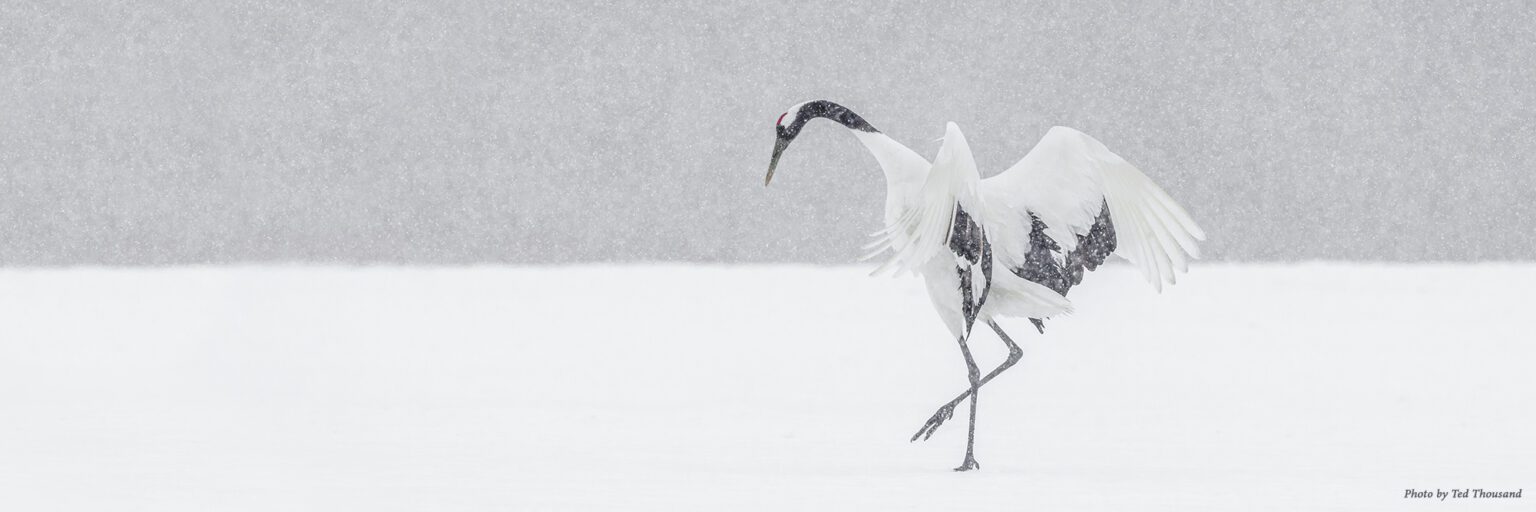 About Us - International Crane Foundation