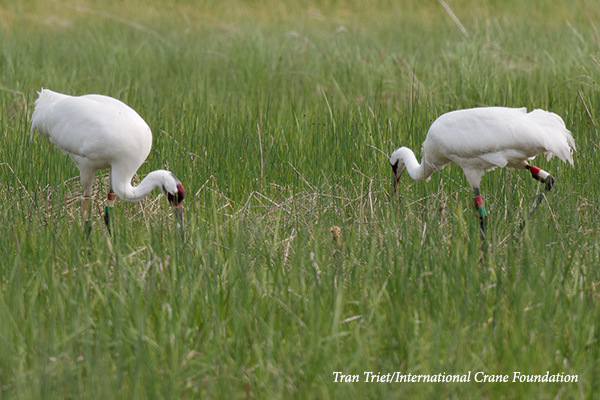 Whooping Cranes Spirit and Cloud Welcome a New Family Member ...