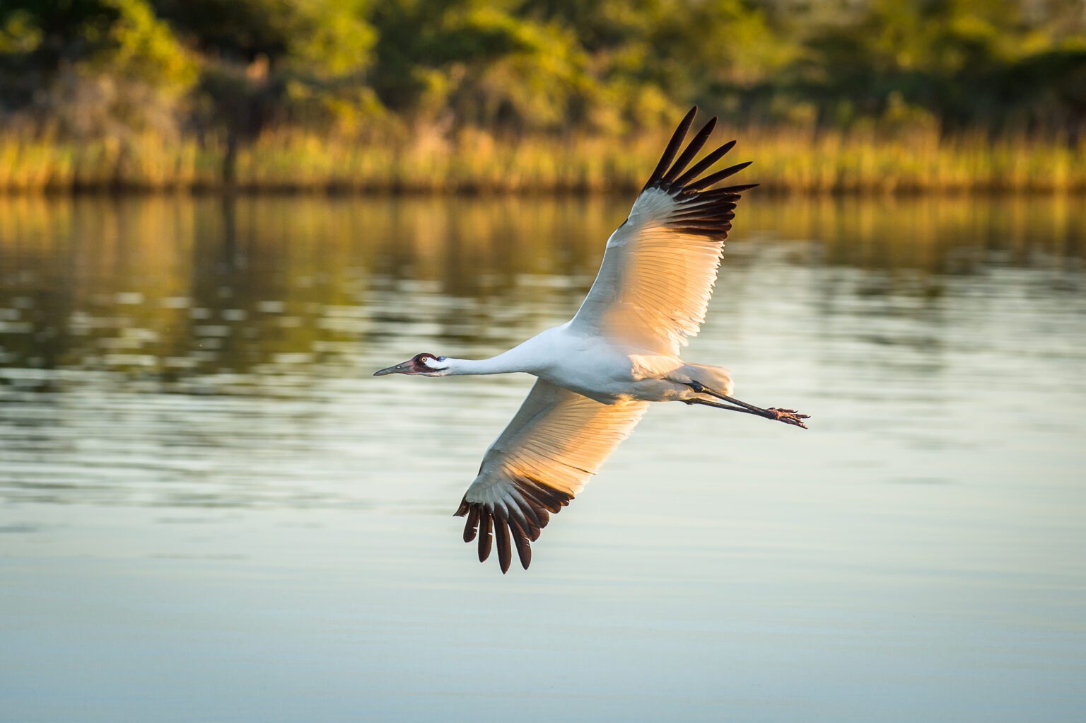 Art Contest Open: Submit Your Whooping Crane Artwork to Win ...