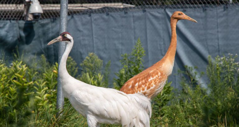 Whooping Crane Fall Migration - International Crane Foundation