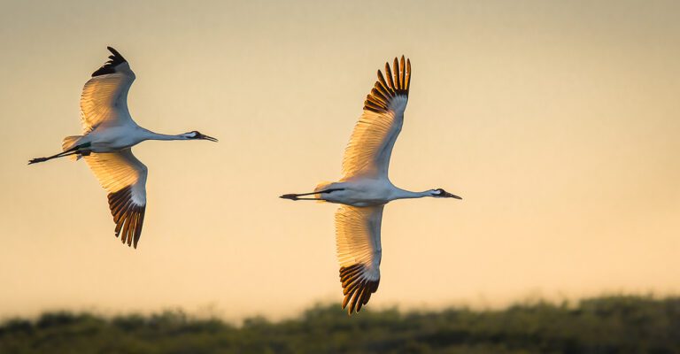 Why Do Whooping Cranes Migrate? - International Crane Foundation