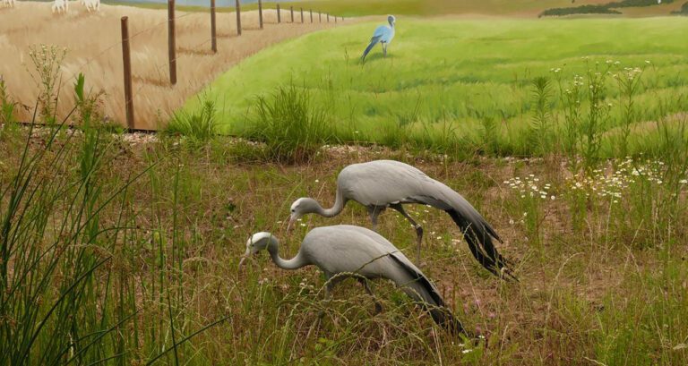 Blue Crane - International Crane Foundation