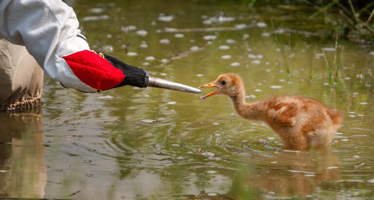 Whooping Crane - International Crane Foundation