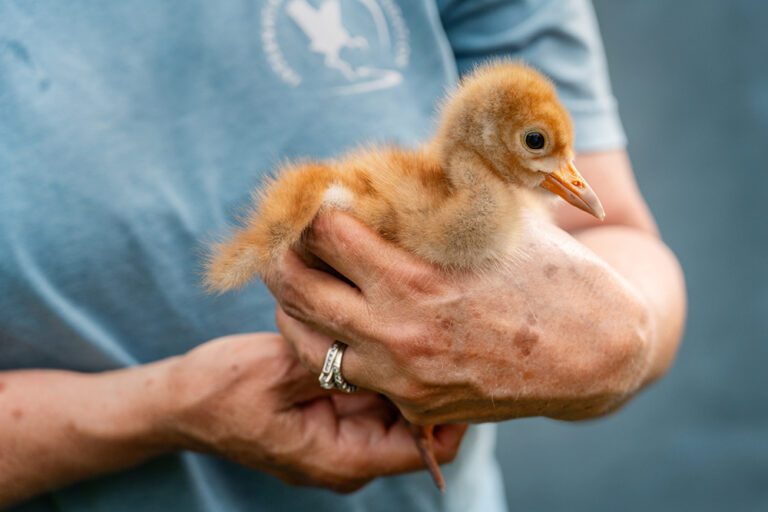 Raising the Next Generation of Whooping Cranes at the International ...