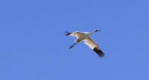 Whooping Crane Eastern Population Update - June 2025 - International ...