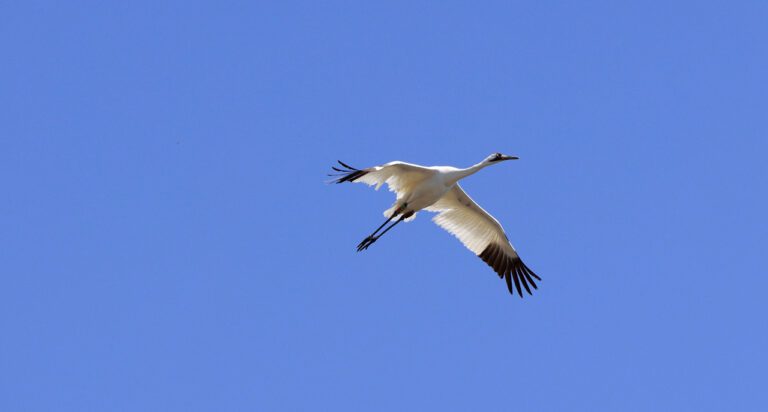 Whooping Crane Eastern Population Update - June 2025 - International ...