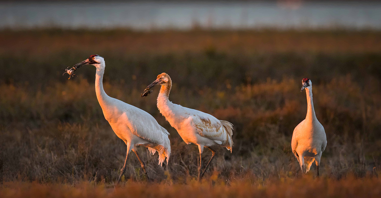 Whooping Crane Eastern Population Update - June 2025 - International Crane Foundation
