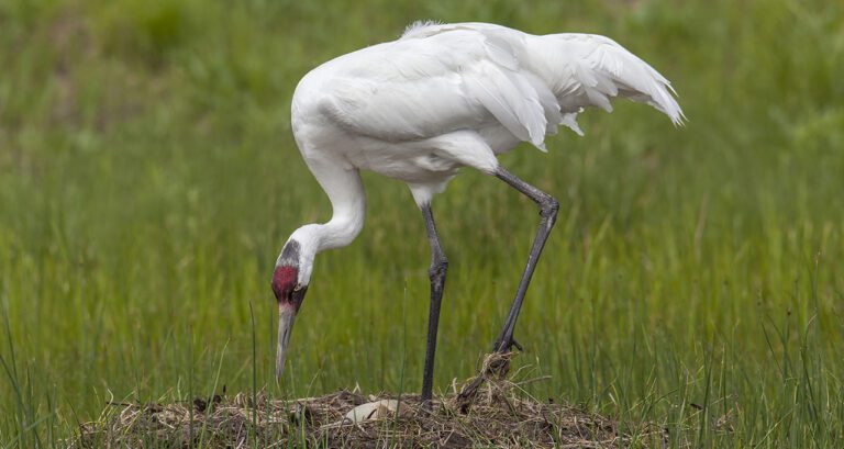 Understanding Renesting in the Whooping Crane Eastern Migratory ...