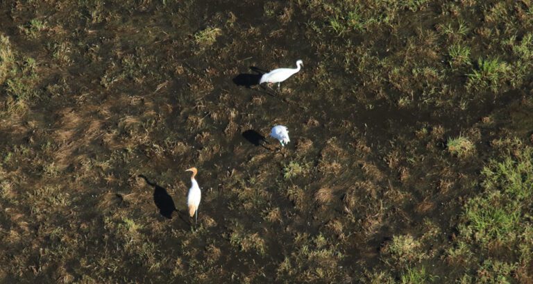 Whooping Crane Eastern Population Update - September 2025 ...